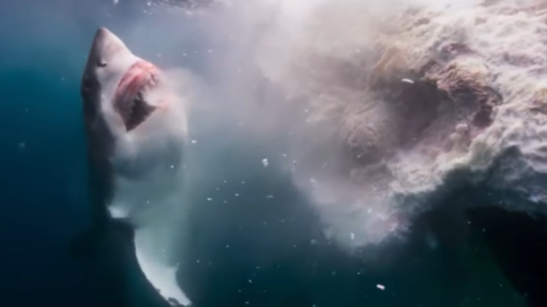 This crossed a line – when a great white targeted a humpback