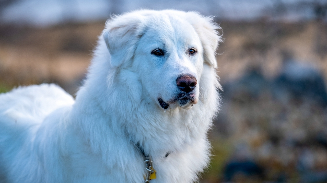 20 dog breeds that still know how to guard real property