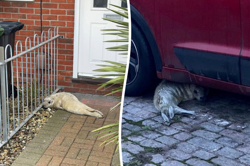 Seal pup rescued after being found outside front door by postman