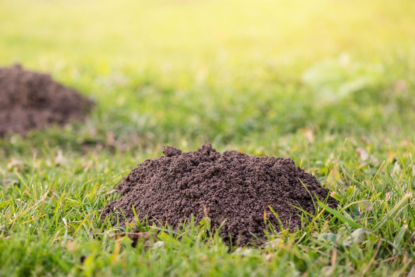 Czy ziemia z kopców kreta nadaje się do uprawy ziół? Odpowiada ekspert