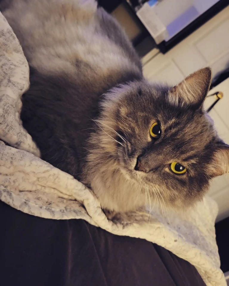 Rising cost of living forcing some NB pet owners to make difficult ...