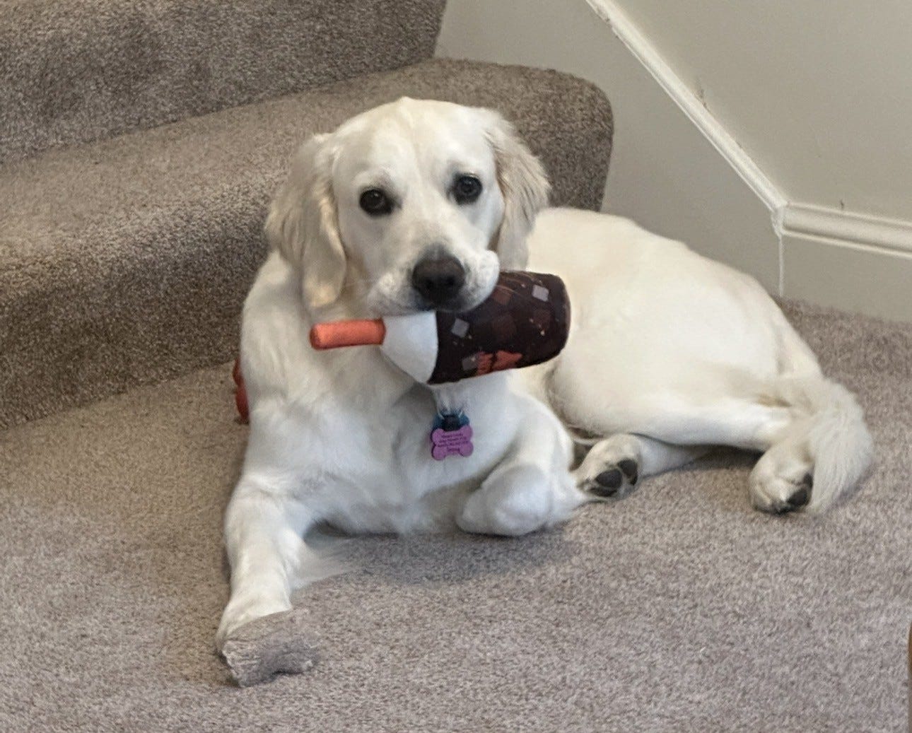 What's the most inexpensive dog to own? Here's what one study says