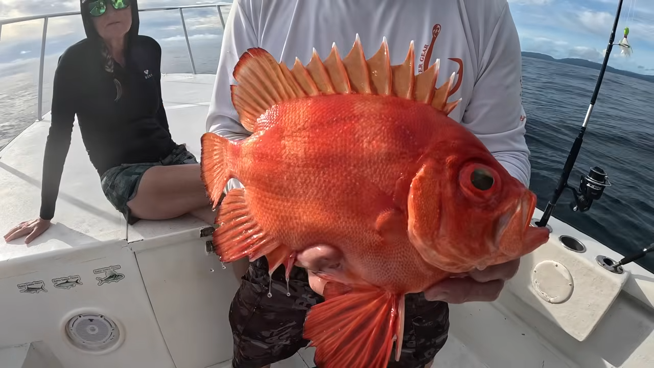 Why rooster fish are built to break gear