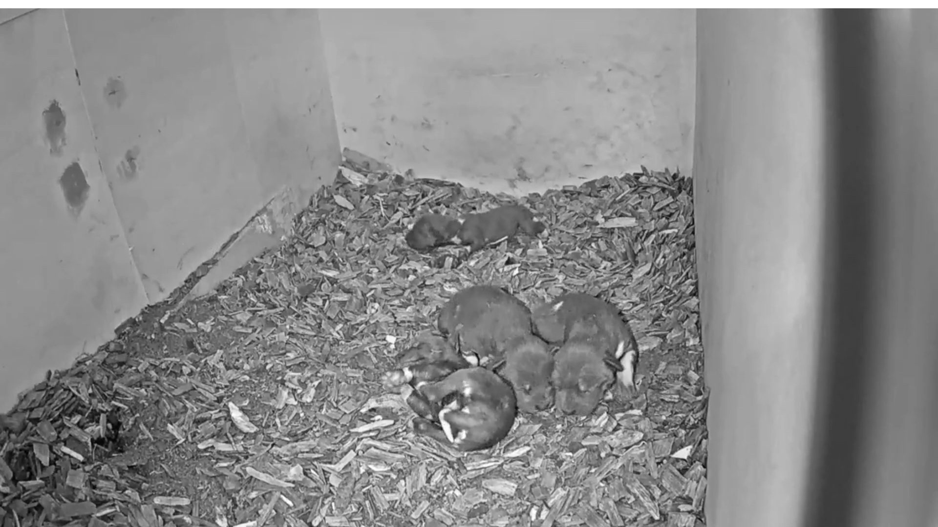 Watch the sweetest African painted dog newborn puppies, a milestone ...