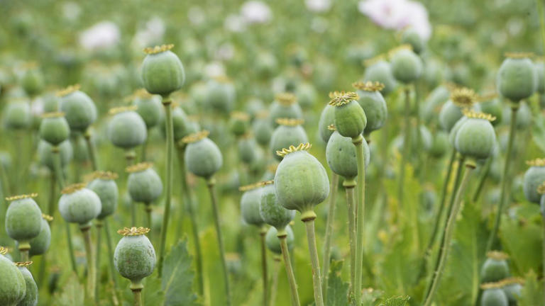 Police probe 'significant' toxic poppy theft