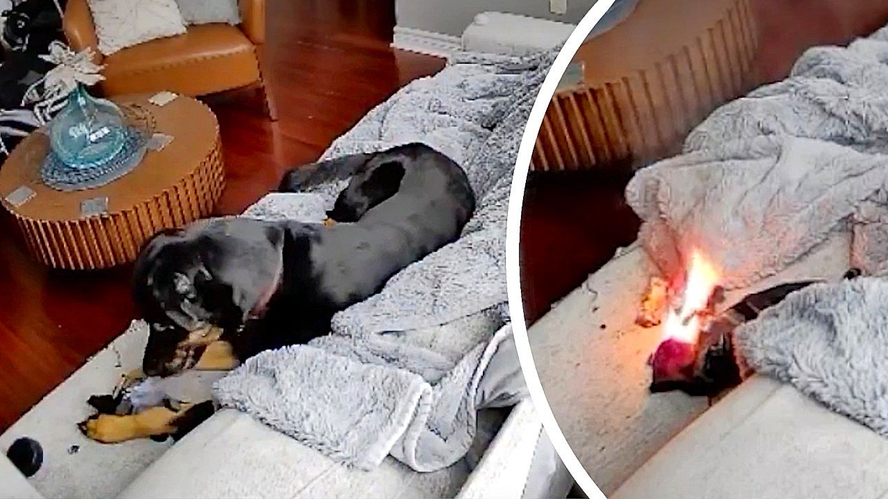 CCTV: Un perro que jugaba con una batería casi provoca un incendio en ...