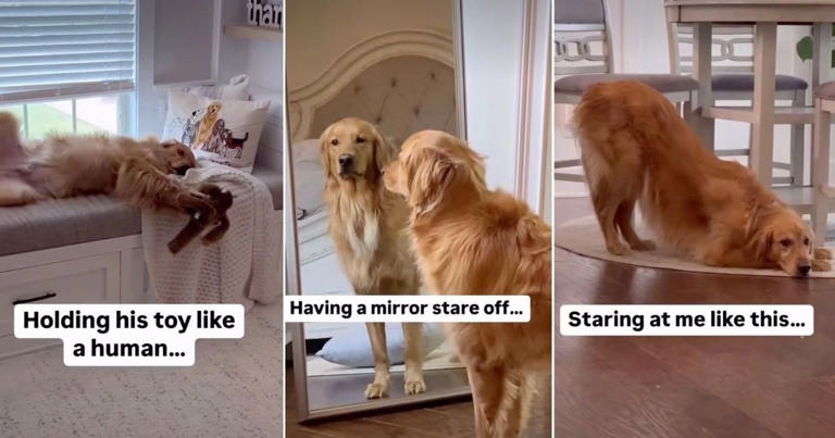 Owner catches golden retriever doing the 'weirdest things'