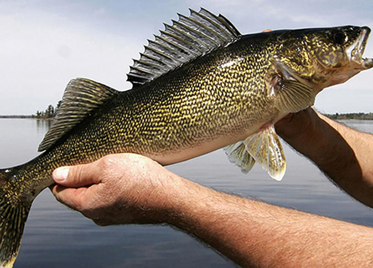Minnesota DNR seeks input on proposal to cut walleye limit to four