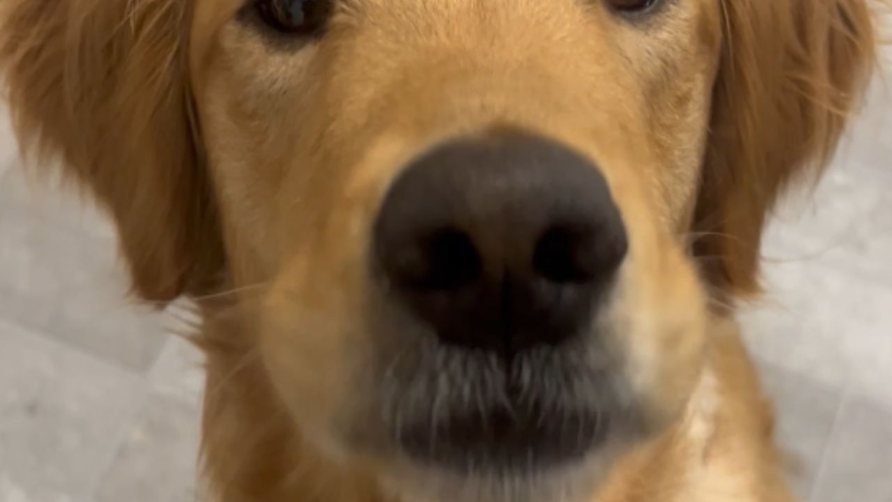 Owner feeds a carrot to her golden retriever for the first time ...