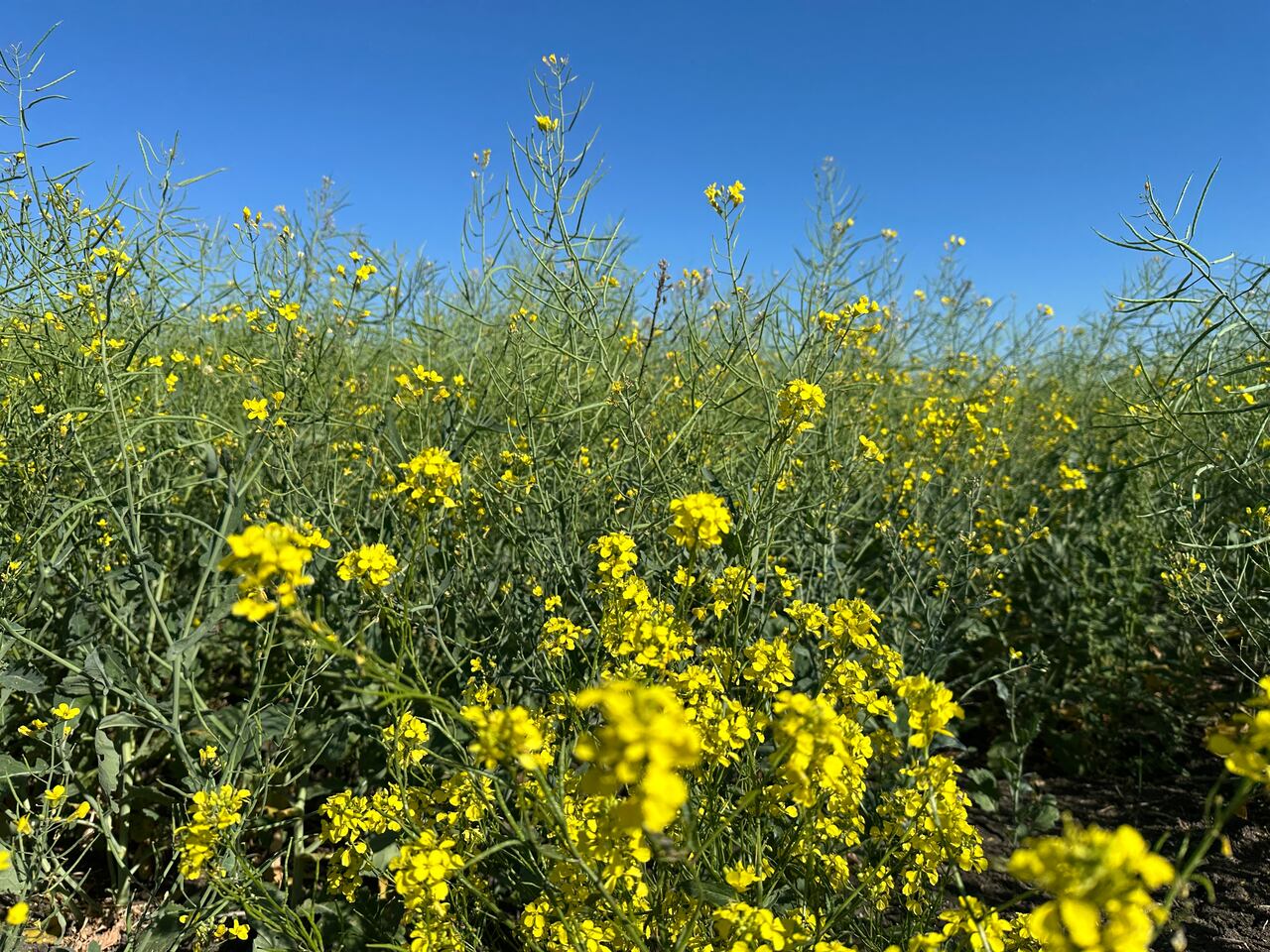 Sask. canola producers keeping close eye on Carney and Moe's trip to China