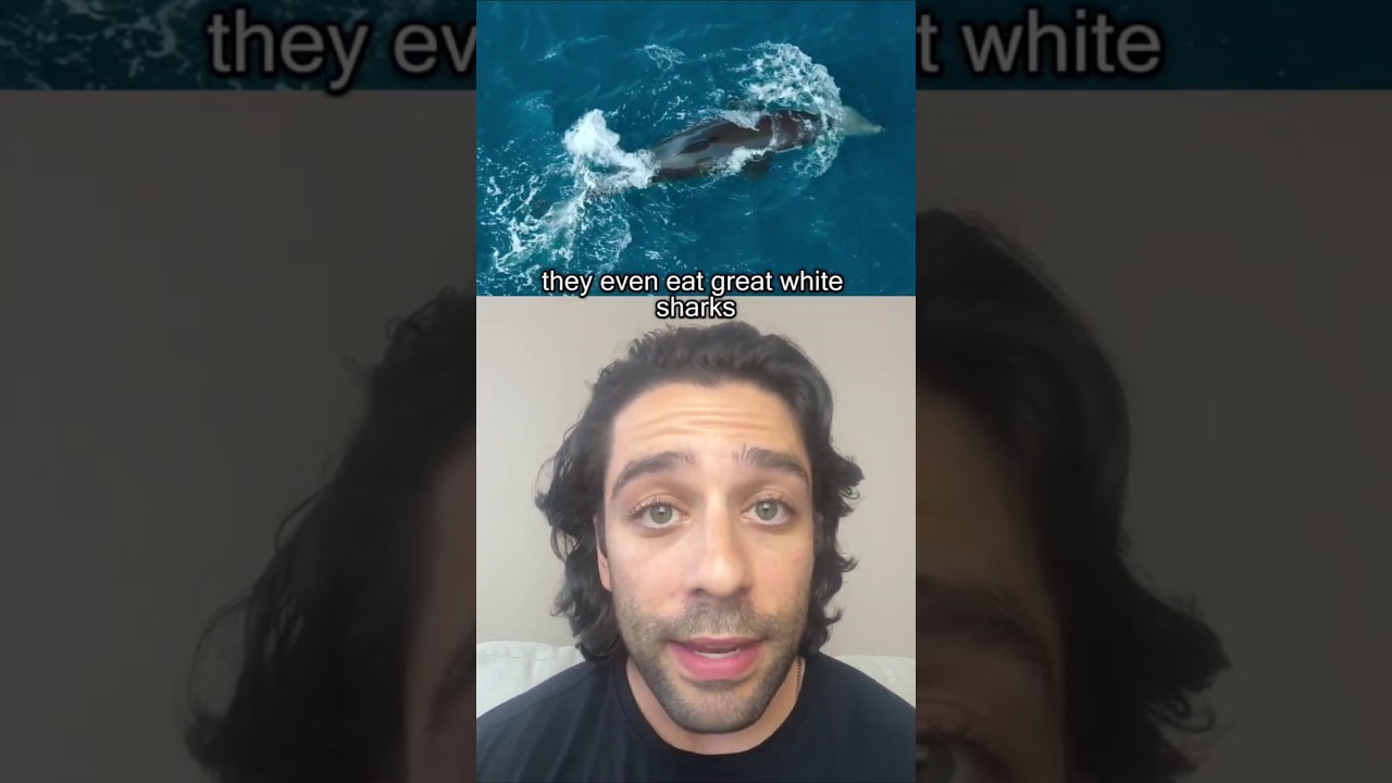 How to survive a killer whale encounter in the wild