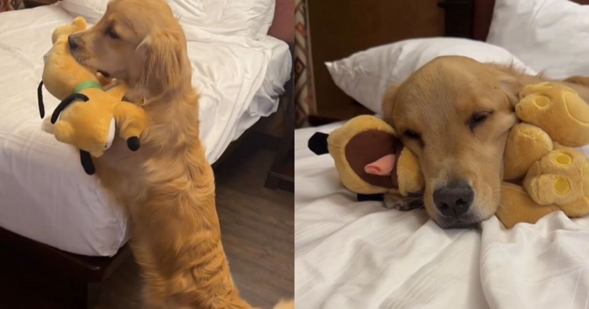 Video: Golden retriever's hotel routine must include 'Uppies'