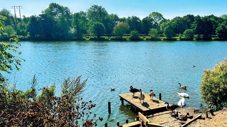 Bird flu found in swans and geese at beauty spot