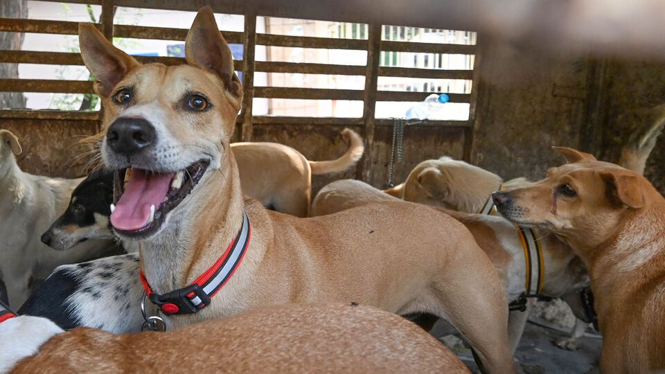 500 strays, one vote promise, a mass murder wave later - Telangana ...