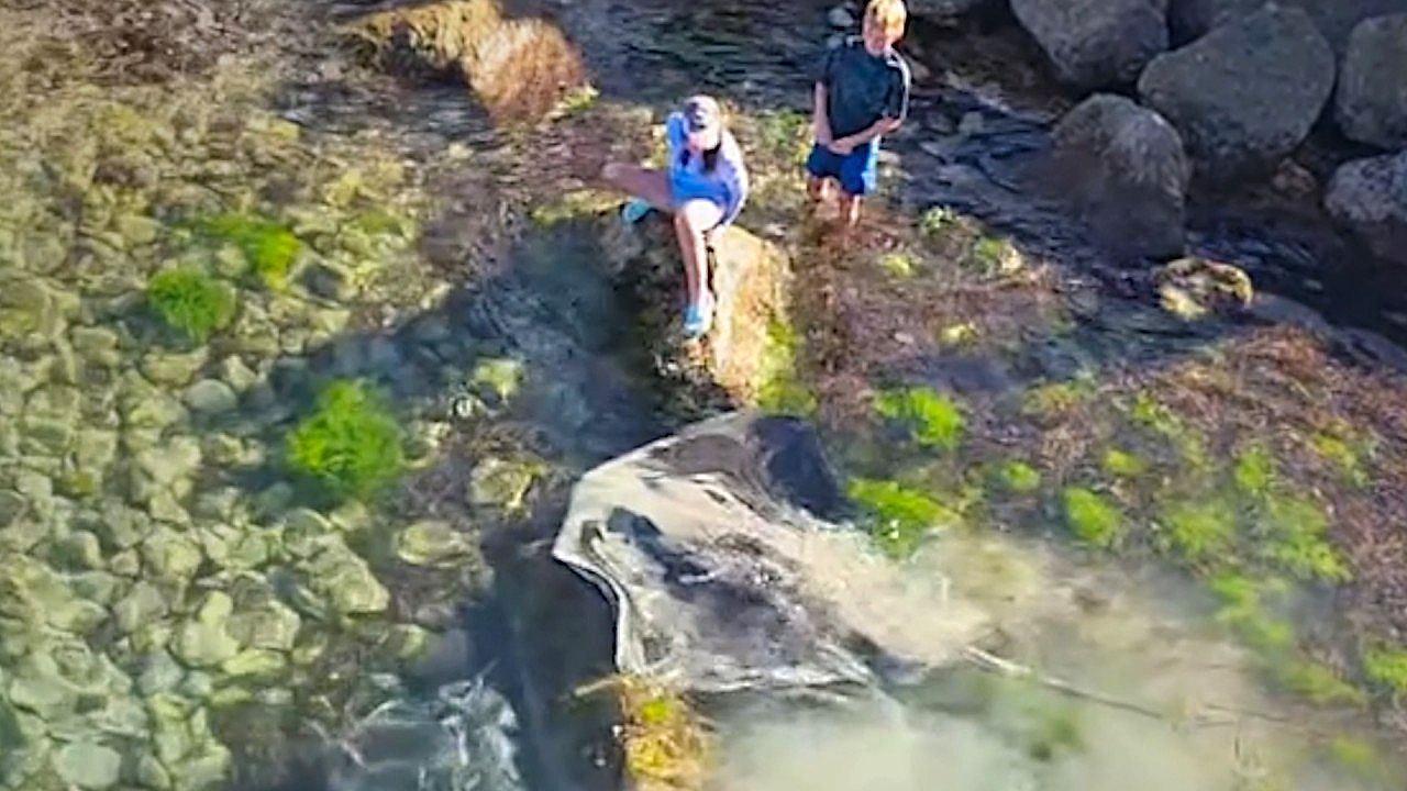 Enorme arraia surge ao lado de crianças que brincam na água rasa