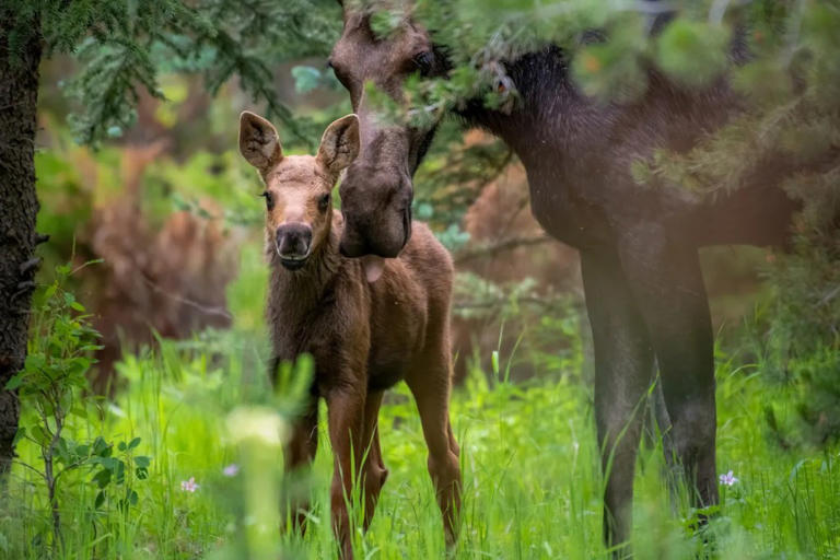 Moose torture case puts Wyoming back in unsavory spotlight