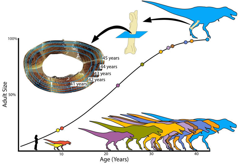 T rex grew up slowly: New study reveals 'king of dinosaurs' kept ...