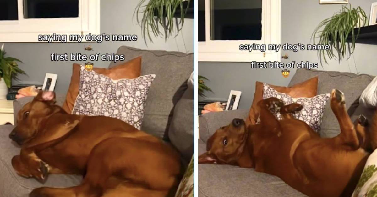 Dog ignores his name but responds to the sound of chips in funny video