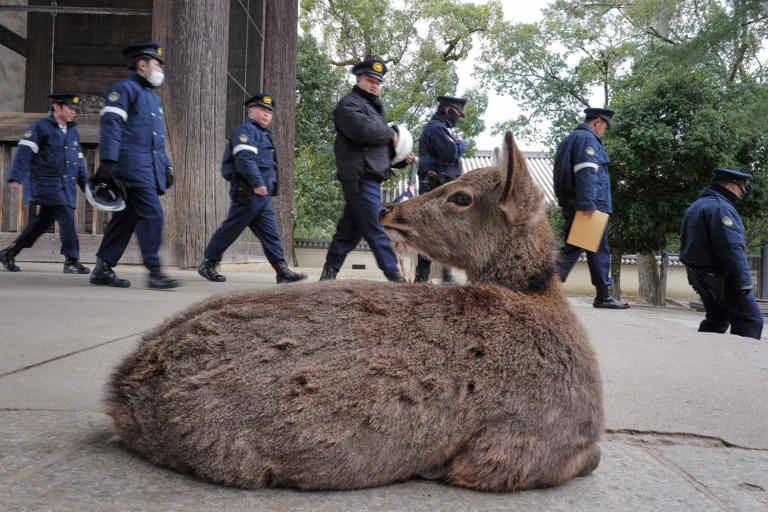 Photos show sacred deer wandering through Japan's ancient capital ...
