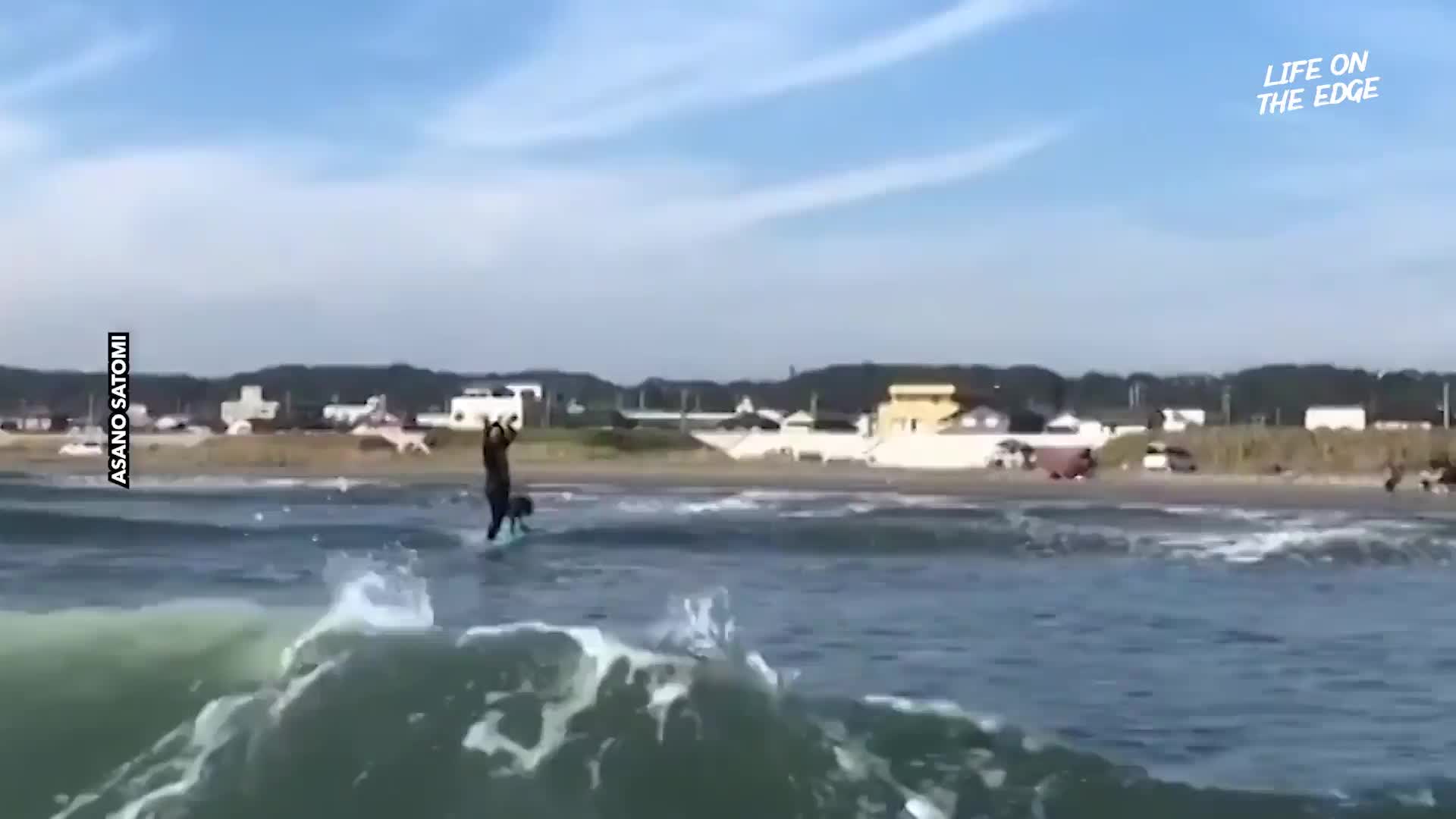 Surfing dog loves to ride the waves