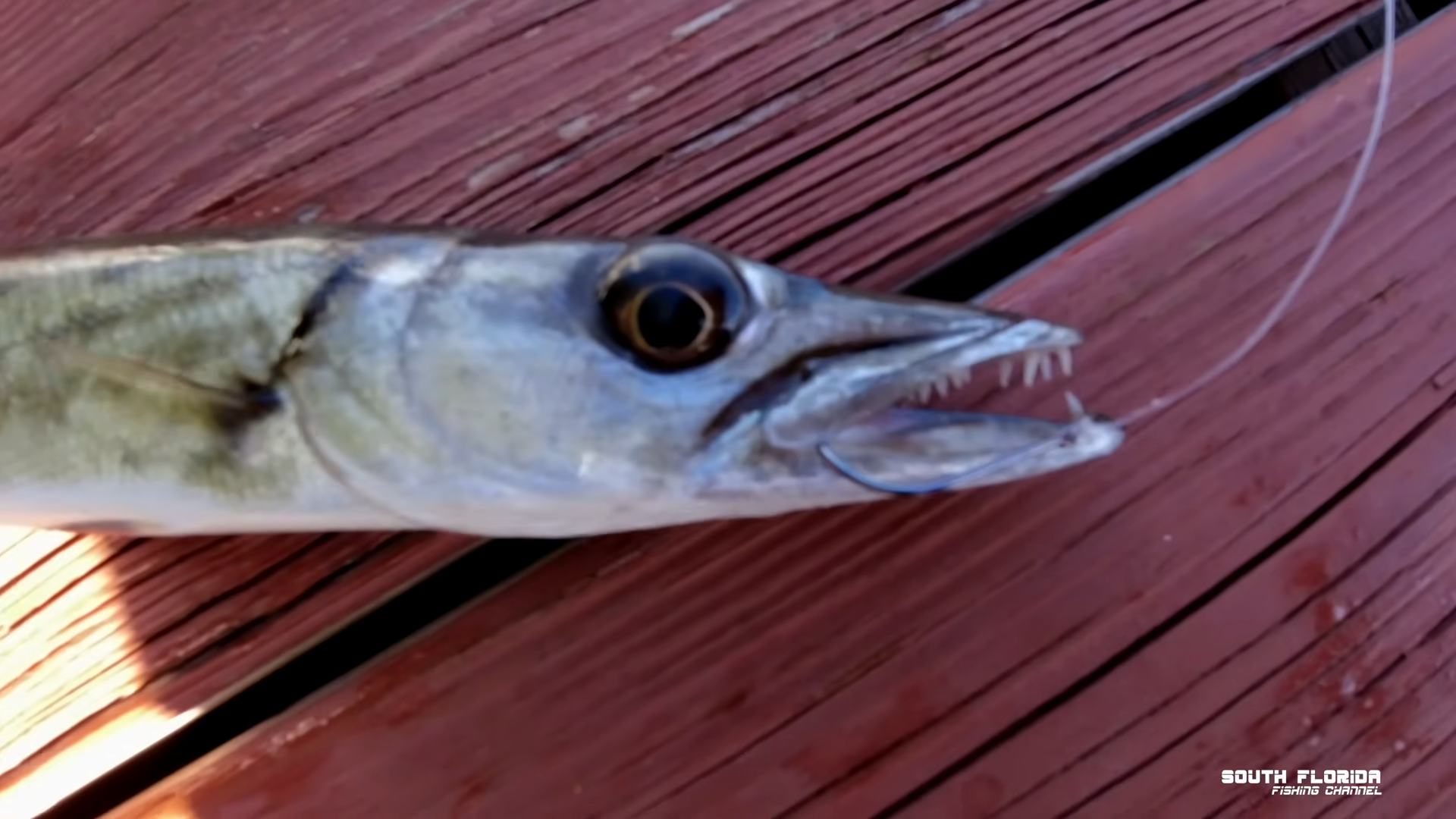 Porch fishing adventure turns into a fresh catch and cook