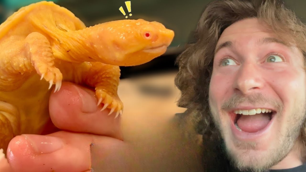 Meet the albino snapping turtle