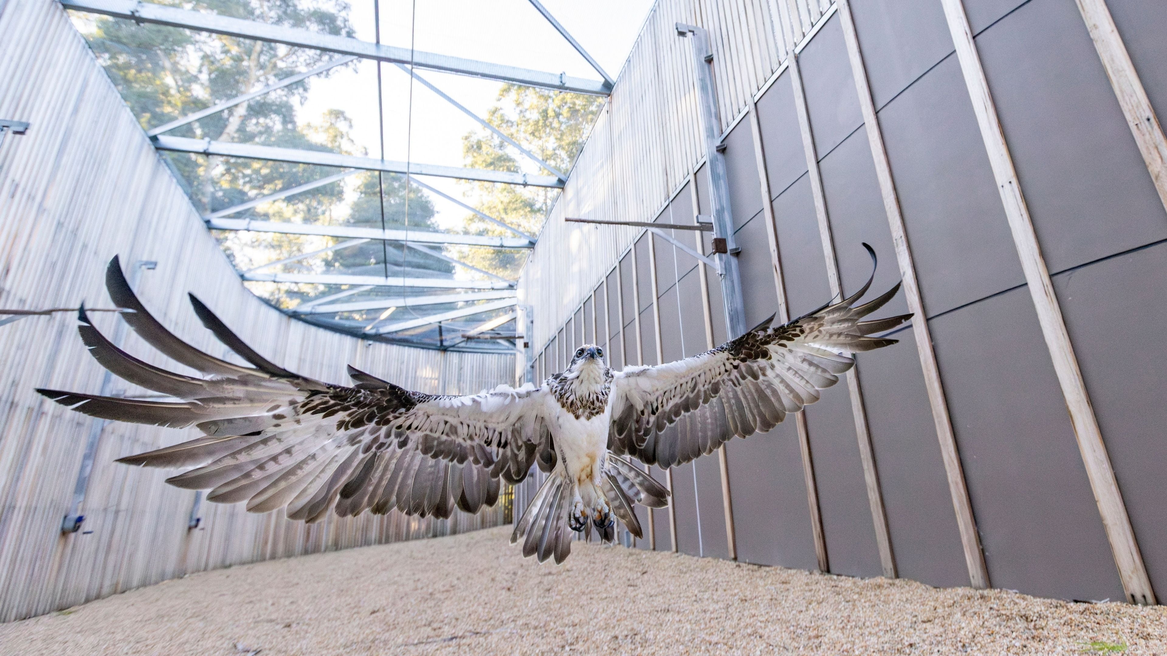 Impressive scenes as osprey swoops gracefully after stint in raptor rehab