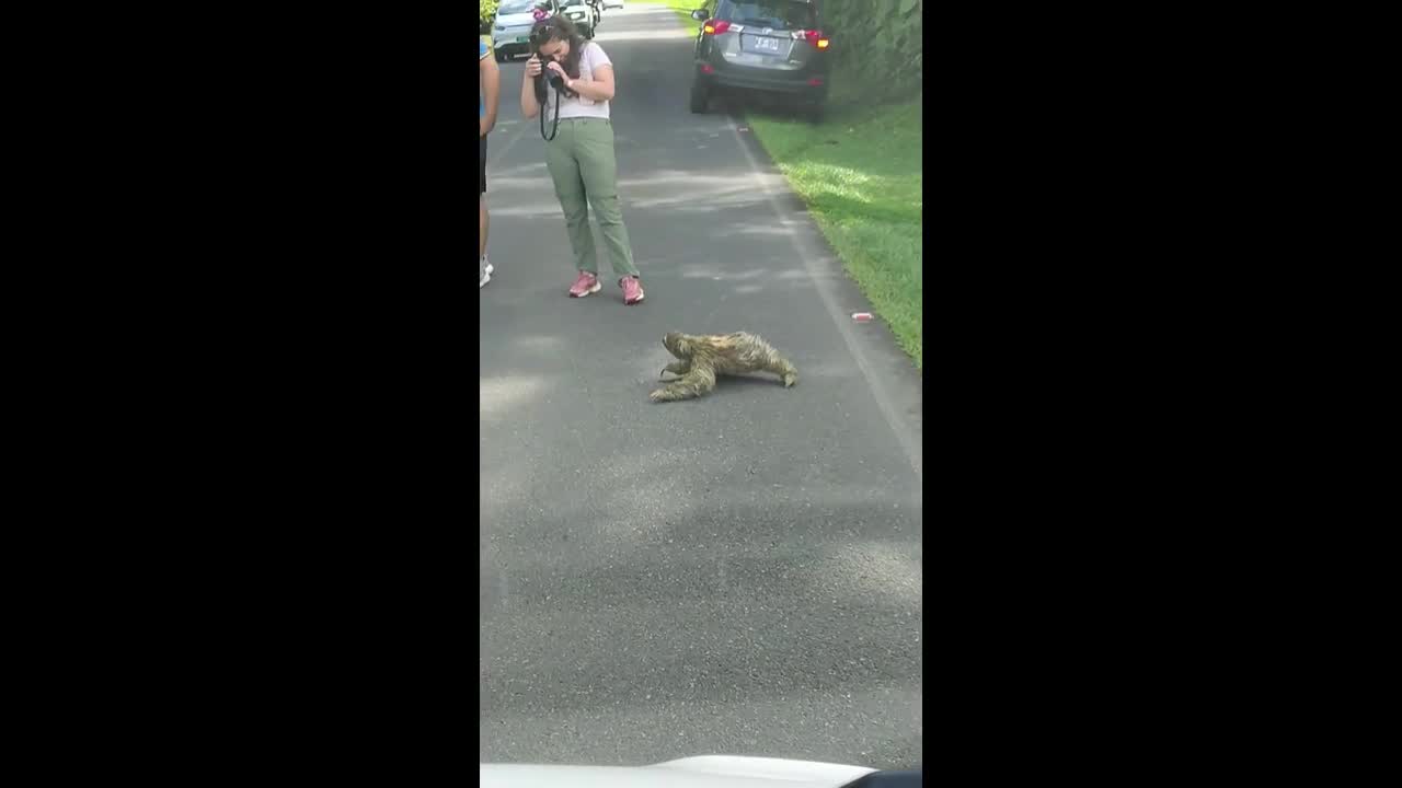 Wild sloth slowly crosses the road in La Fortuna, Costa Rica