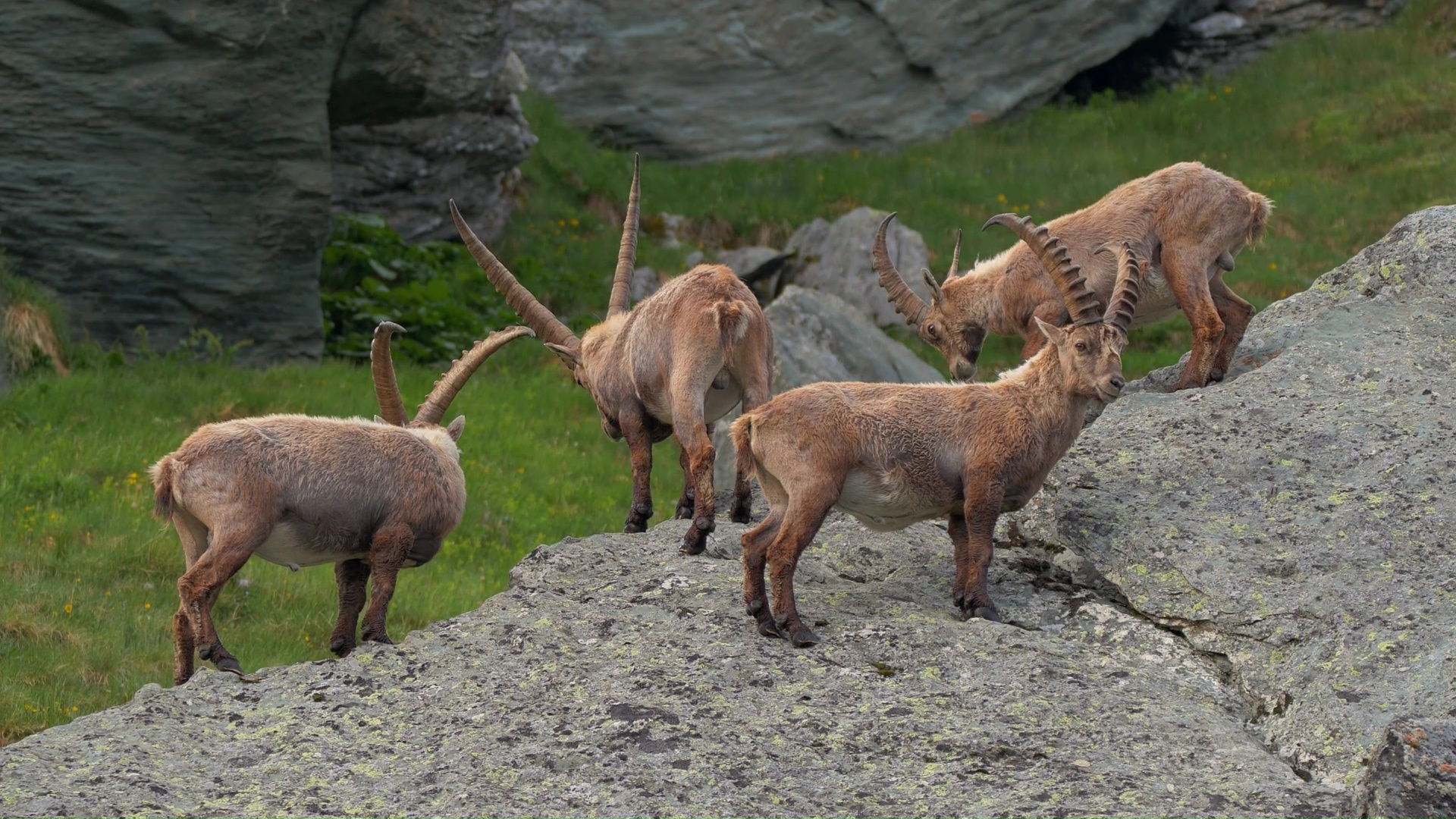 Grupo de íbices alpinos en la montaña
