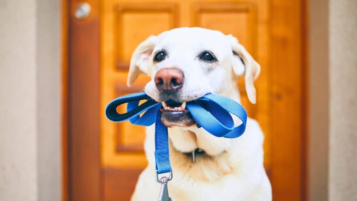Dog walk in the rain: skipping it harms your dog’s health and behavior