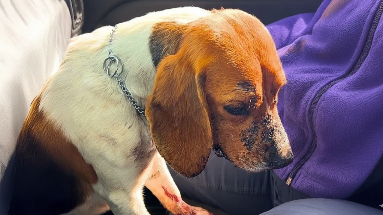She was shot and nearly died - now she’s the happiest beagle you’ll ...