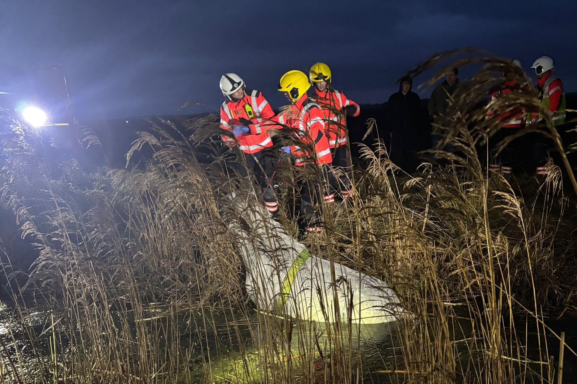 Fire fighters rescue elderly horse from sinking into muddy ditch near ...