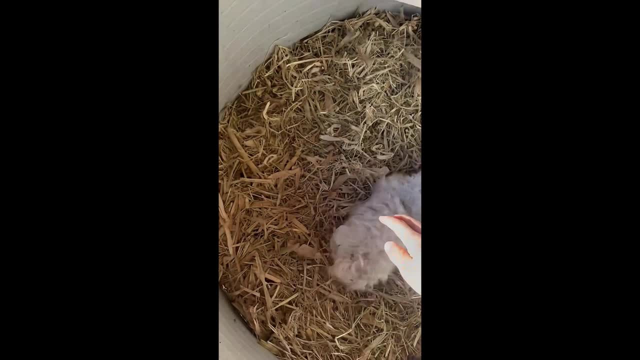 Dramatic lamb goes viral playing dead with impressed fans offering £ ...