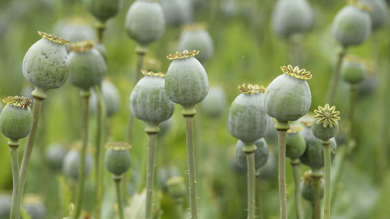 Police probe 'significant' toxic poppy theft