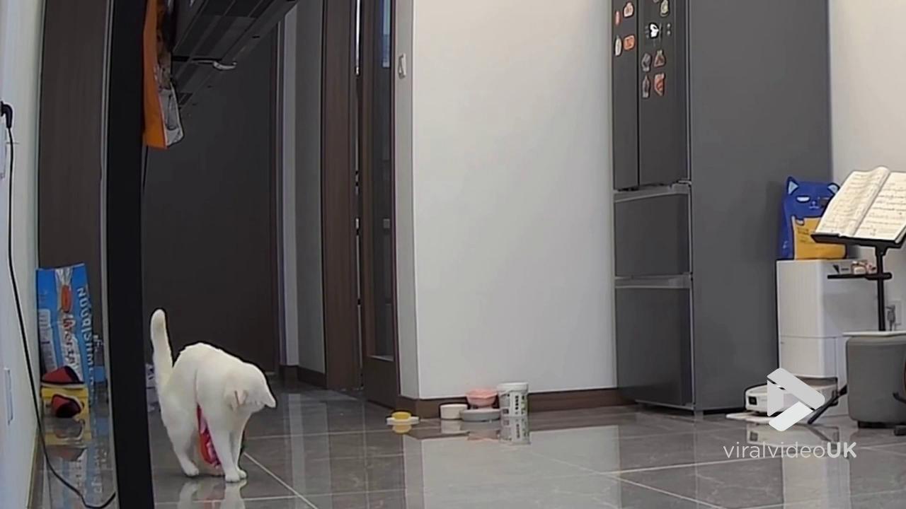 VV5068 cat stands upright to play with small red pouch