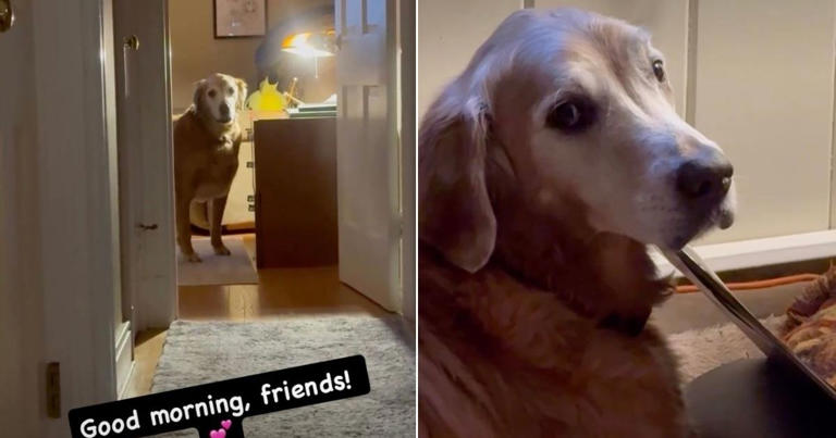 Golden retriever proves love for 'The Beatles' with sneaky habit