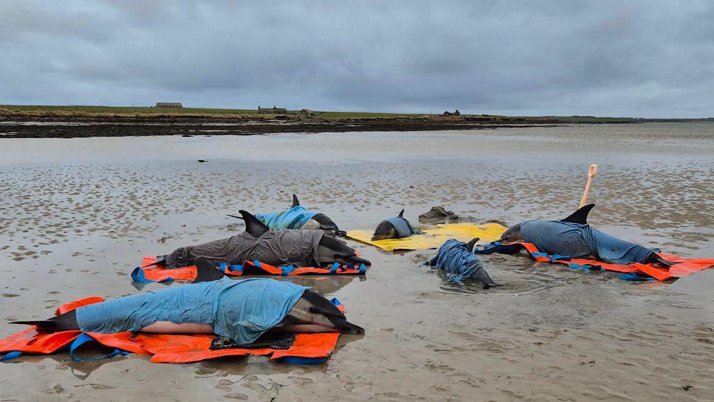 Dolphins and young rescued after stranding on Orkney beach