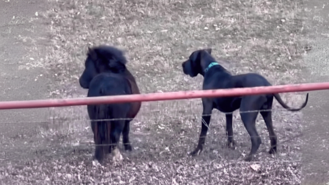 This Great Dane found the perfect best friend - a mini horse