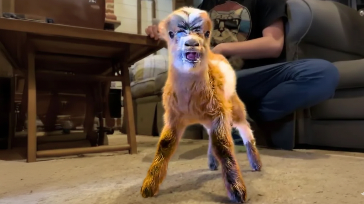 They raised a goat like a dog - now he won’t leave the couch