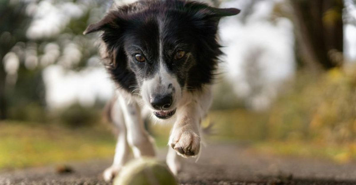 People love "smart dogs" – but these 10 breeds are the masters of ...