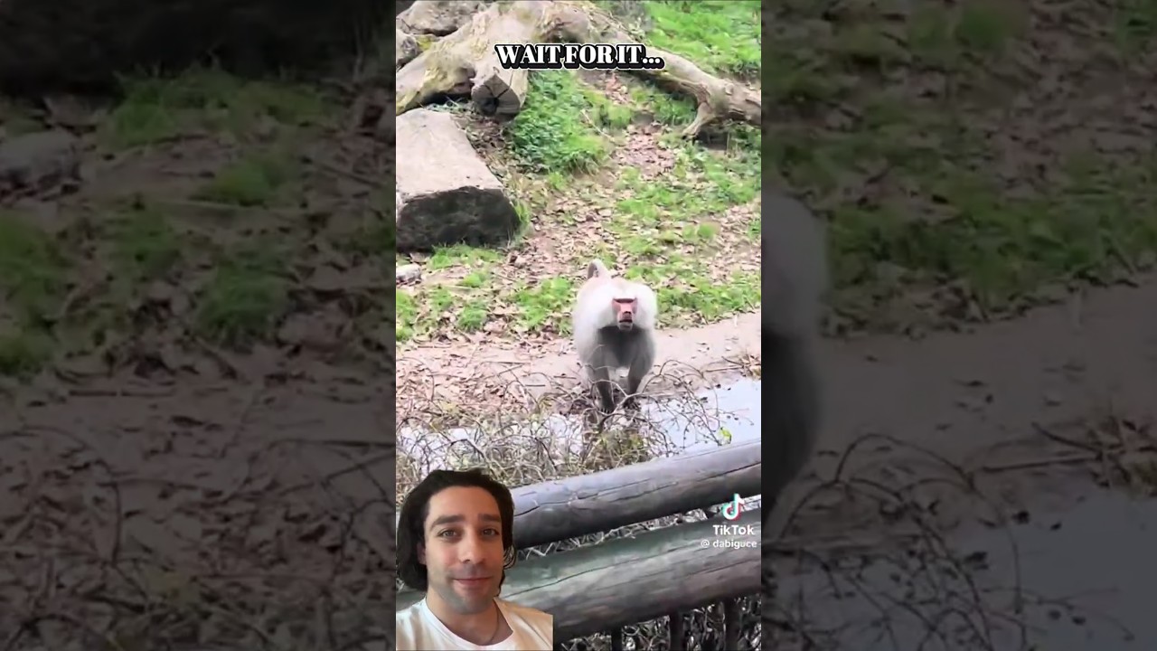 Man taunts baboon at zoo: What you need to know about risk