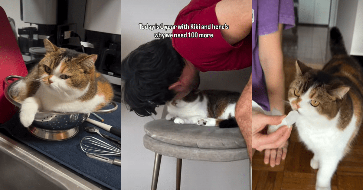 Owners celebrate one year with cat in adorable video