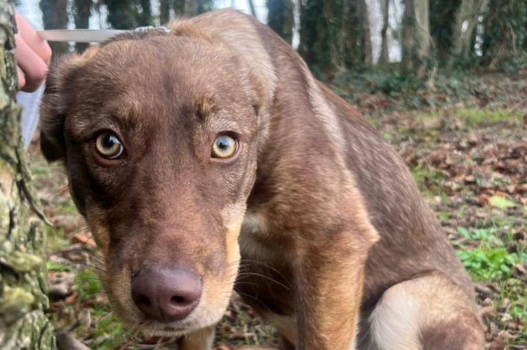 Miracle dog rescued in Georgia by Dublin couple missing: 'I don't want ...