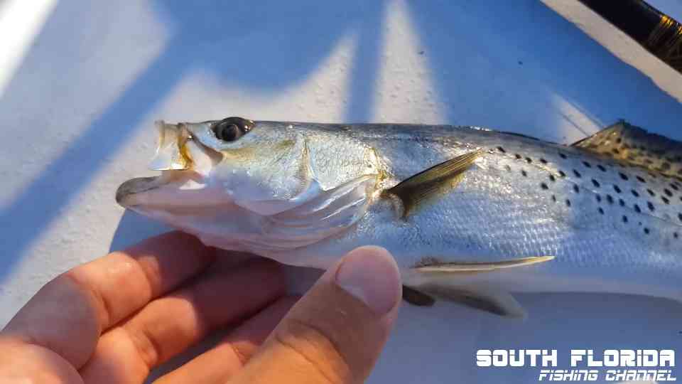 Monster fish hooked in Florida’s Indian River Lagoon