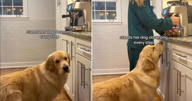 Video: Dog observes every step of mom making morning latte