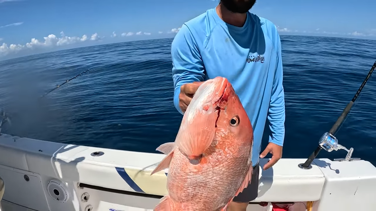 We looked for red snapper for hours – then everything hit at once