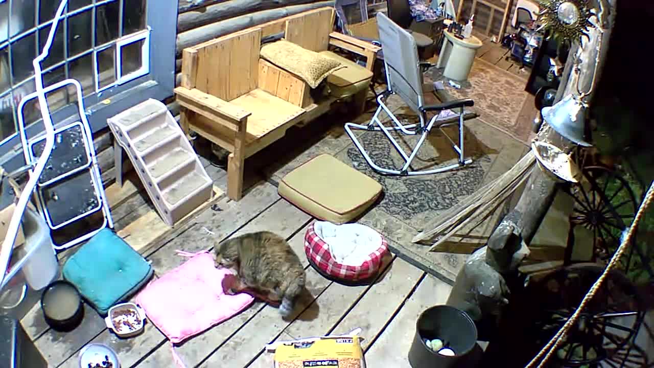 Cat swats at black bear
