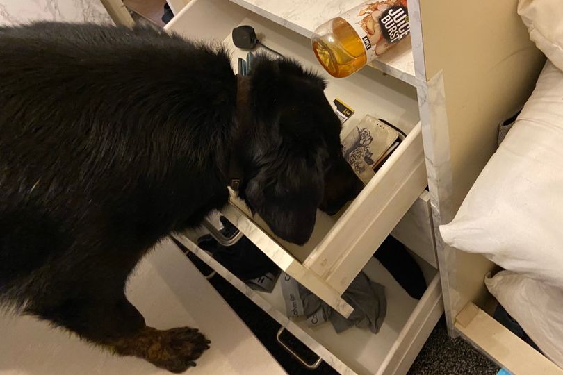 Sniffer dogs uncovered 'illegal and smuggled goods' in Essex shop