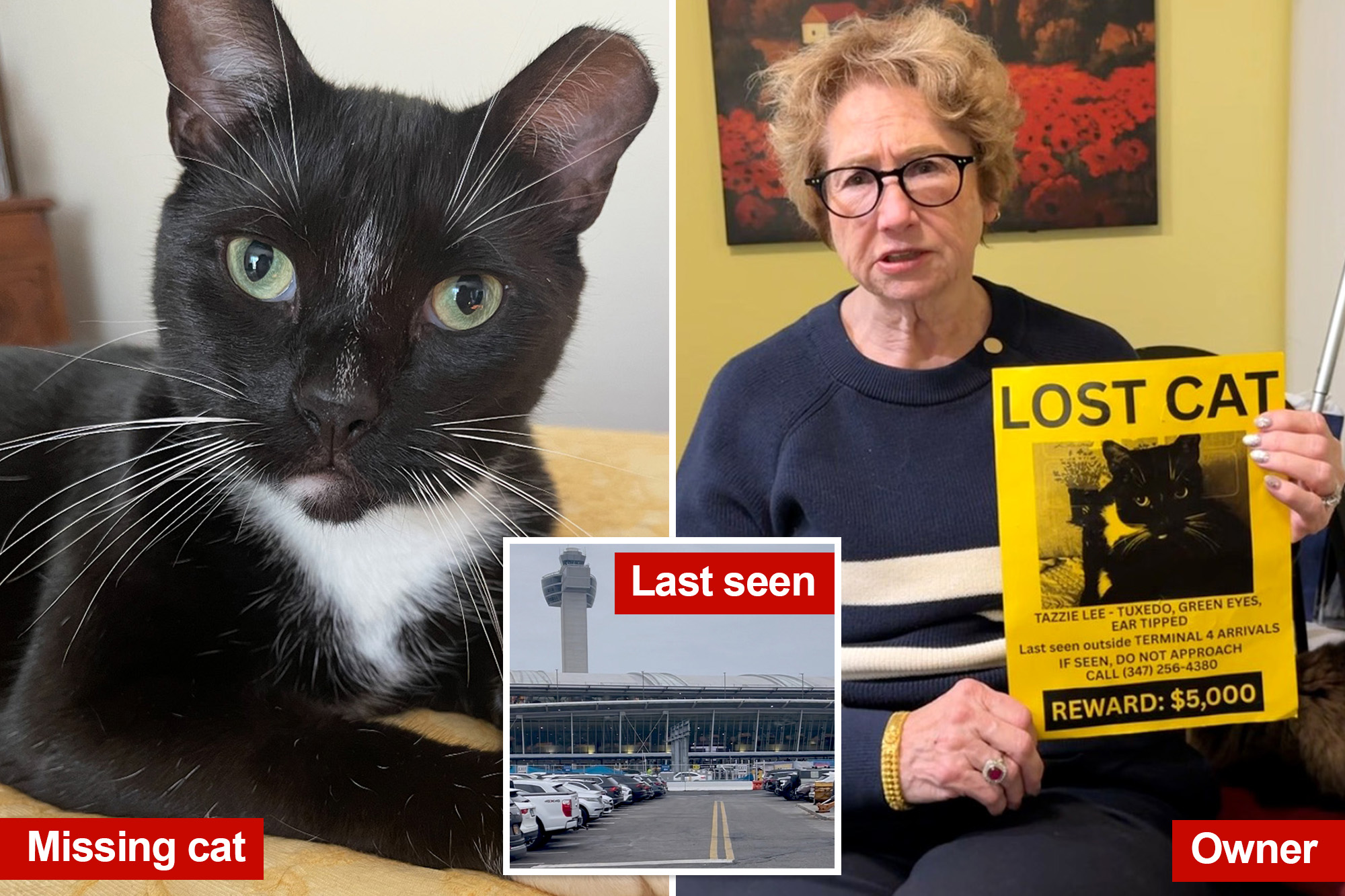 Beloved cat still on the loose at JFK weeks after escaping during ...