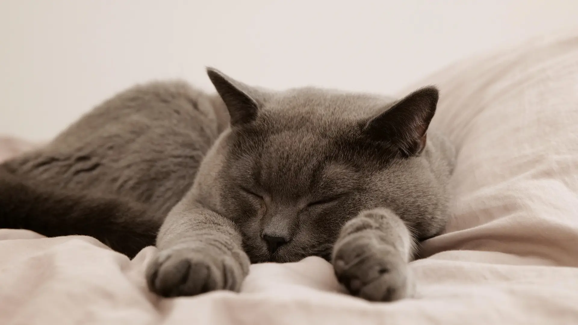 10 síntomas claros de que tu gato se está haciendo mayor
